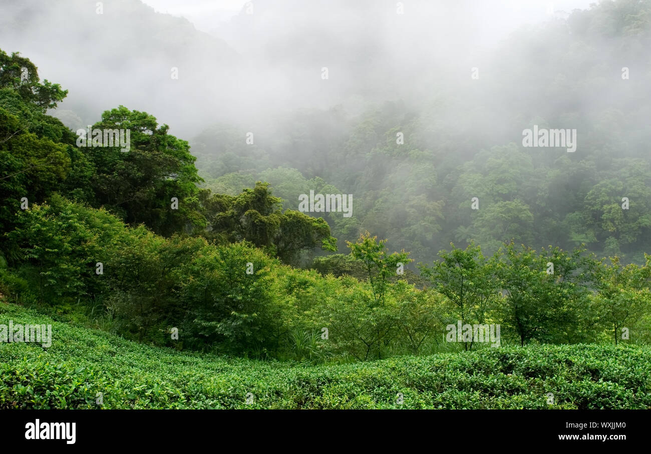 It is a green fresh tea leaf farm Stock Photo - Alamy