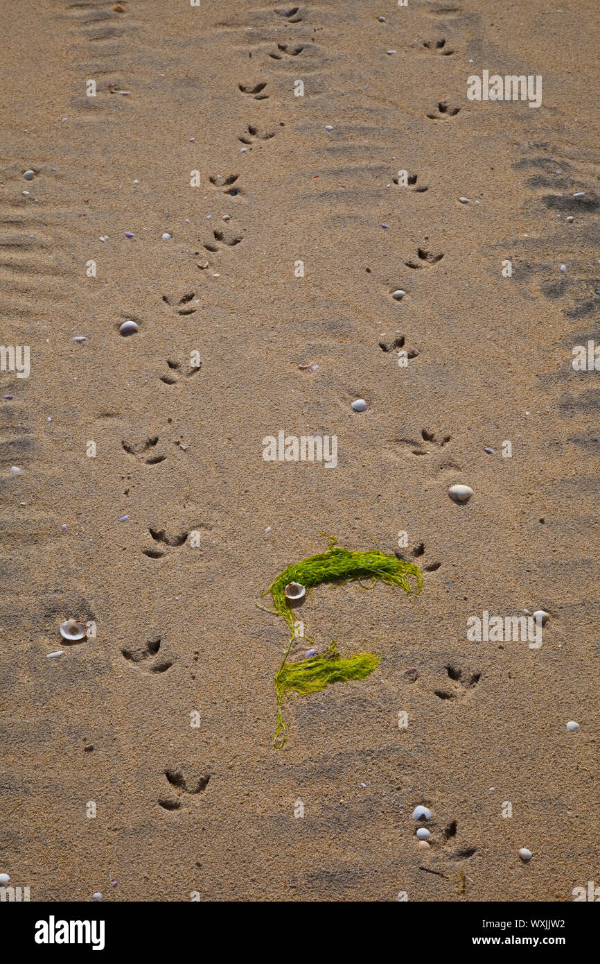 Huellas de gaviota hi-res stock photography and images - Alamy
