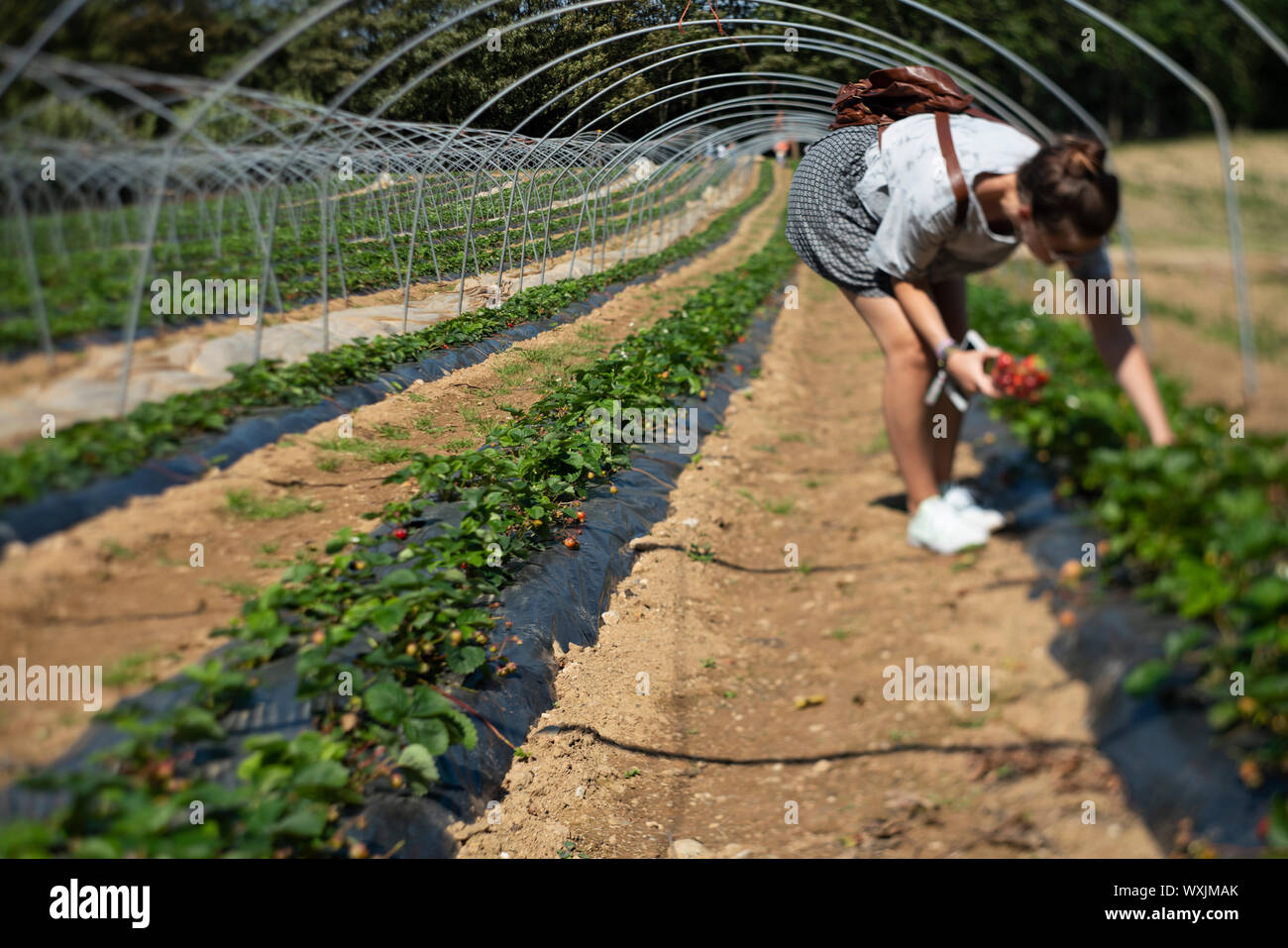 Strawberry picking uk hi-res stock photography and images - Alamy