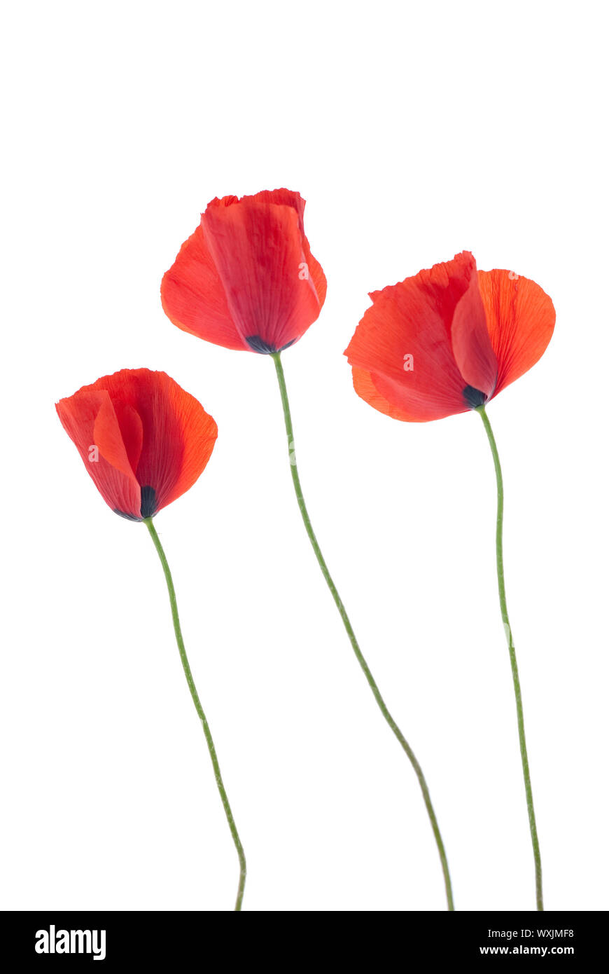 Three poppies isolated on white background Stock Photo - Alamy