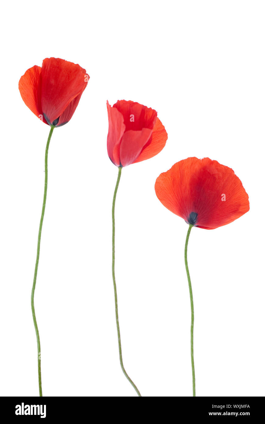 Three poppies isolated on white background Stock Photo - Alamy