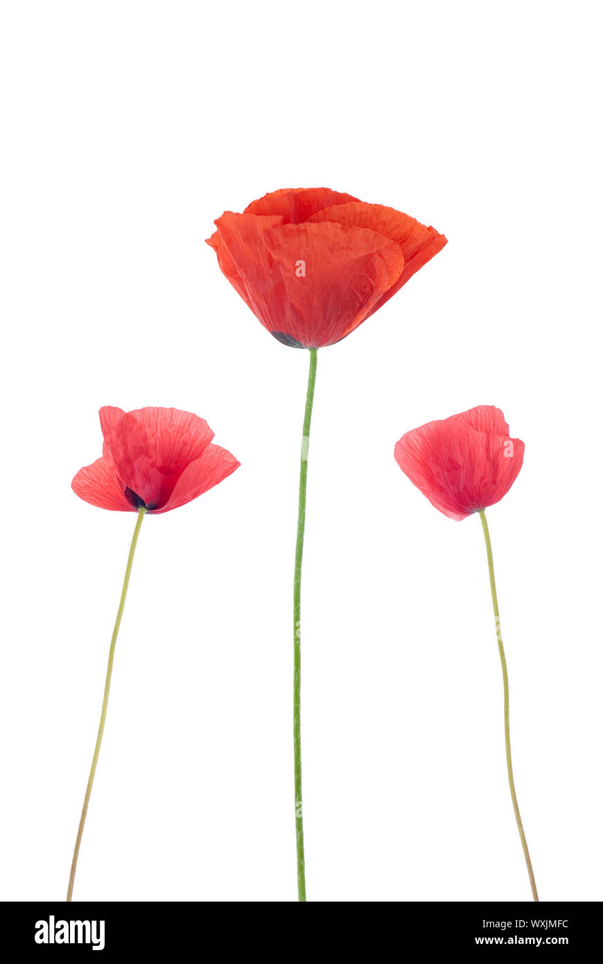 Three poppies isolated on white background Stock Photo - Alamy