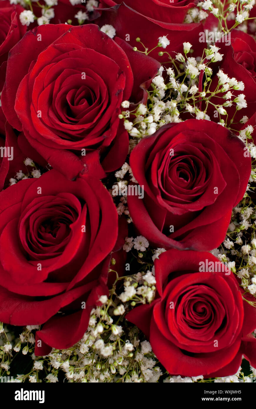 Red roses bouquet close-up Stock Photo - Alamy