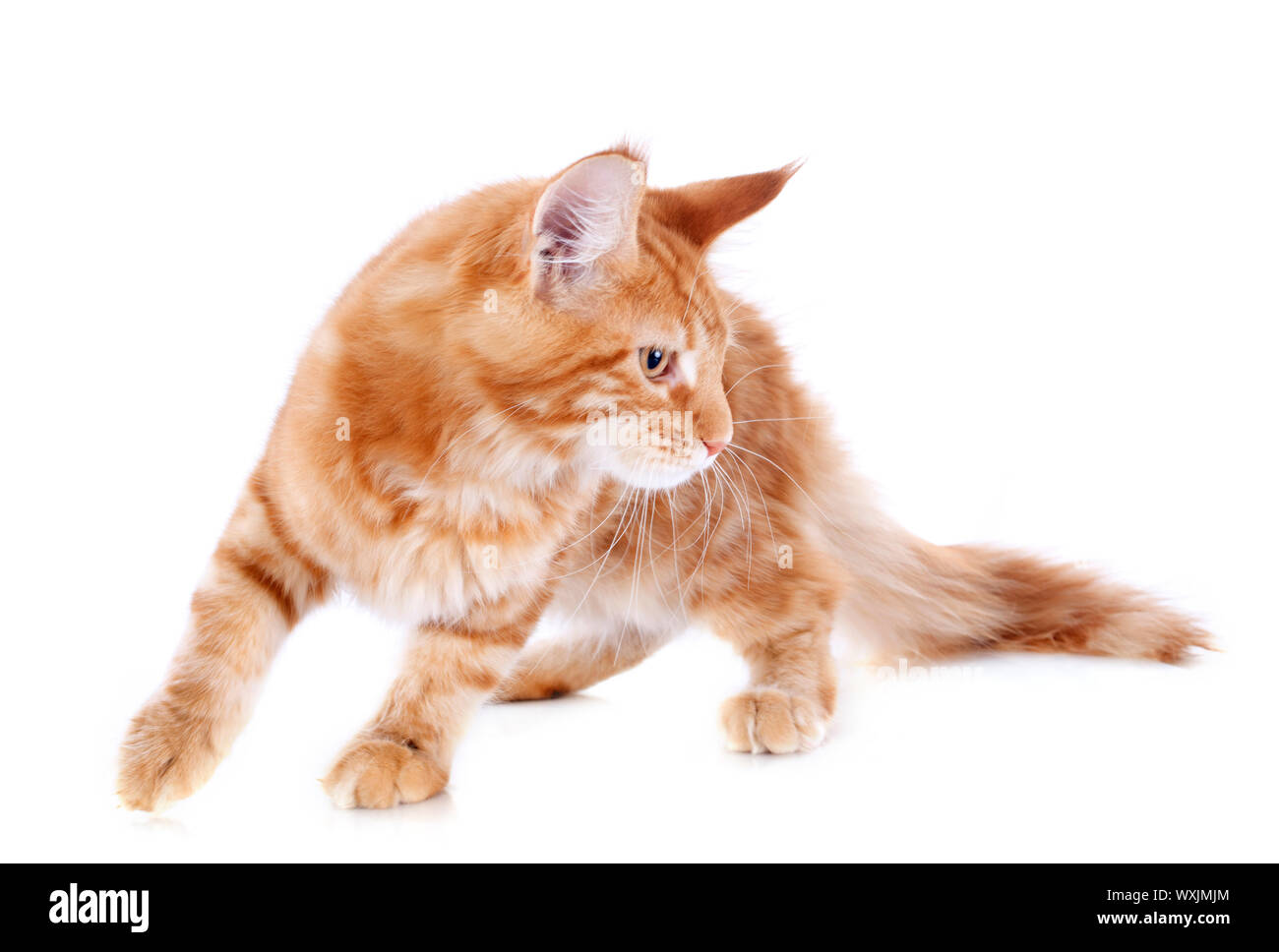portrait of a purebred maine coon kitten, four month old, on a white ...