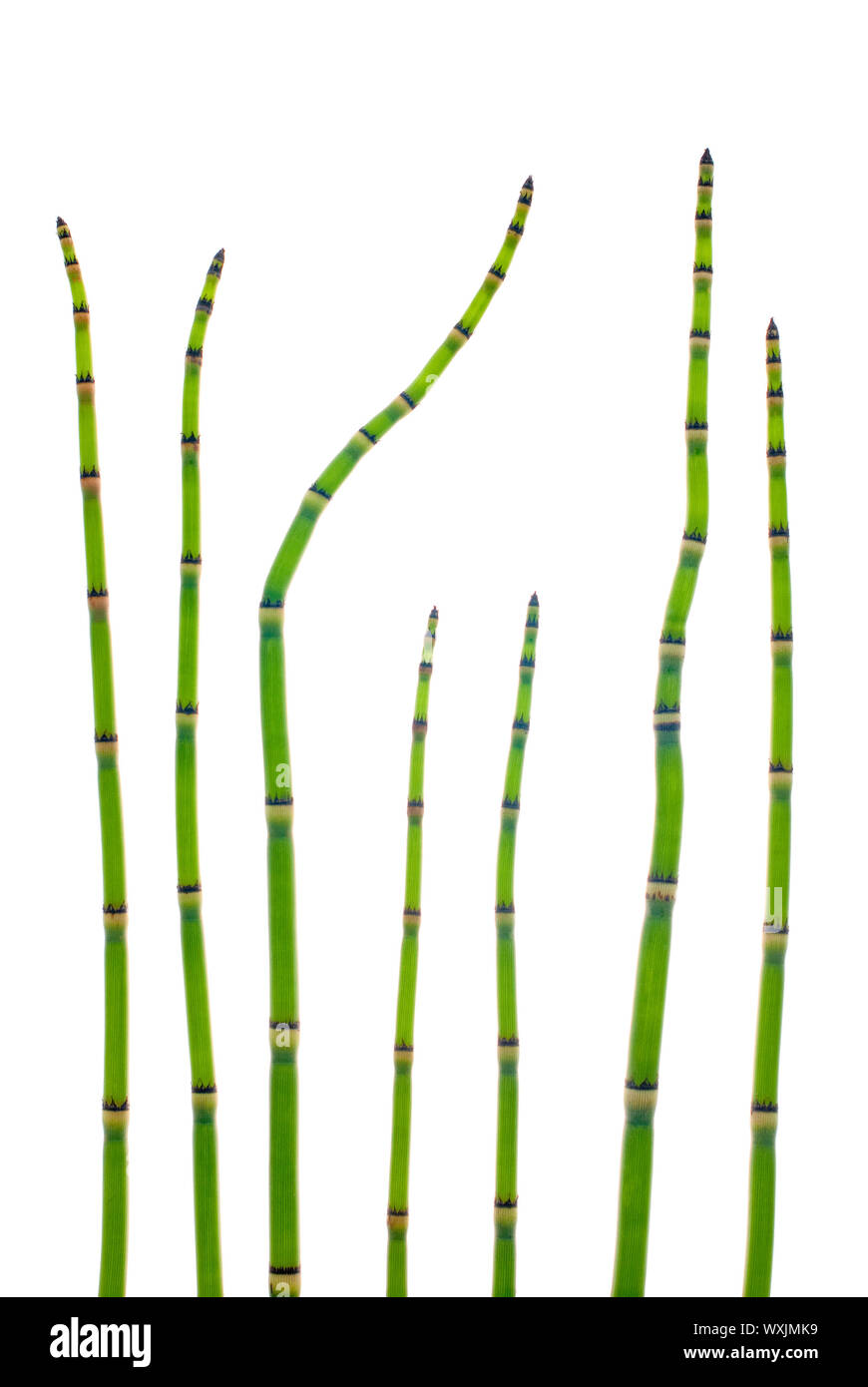 Thin steems of reed isolated on white background Stock Photo - Alamy