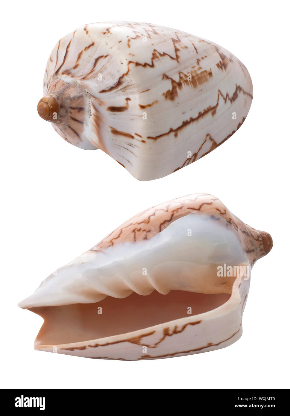 A conch in two different views isolated from the white background Stock ...
