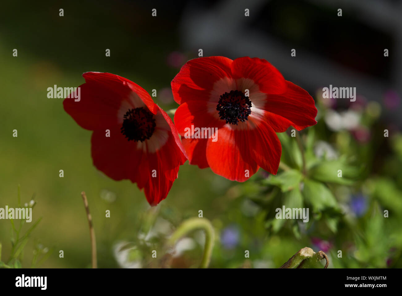 Poppies depth of field hi-res stock photography and images - Alamy