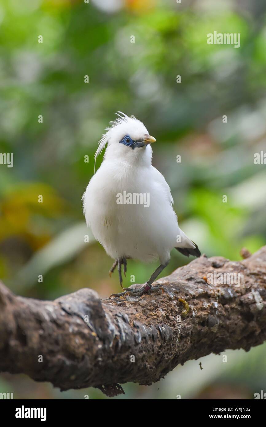Bali Starling on a branch, Indonesia Stock Photo - Alamy