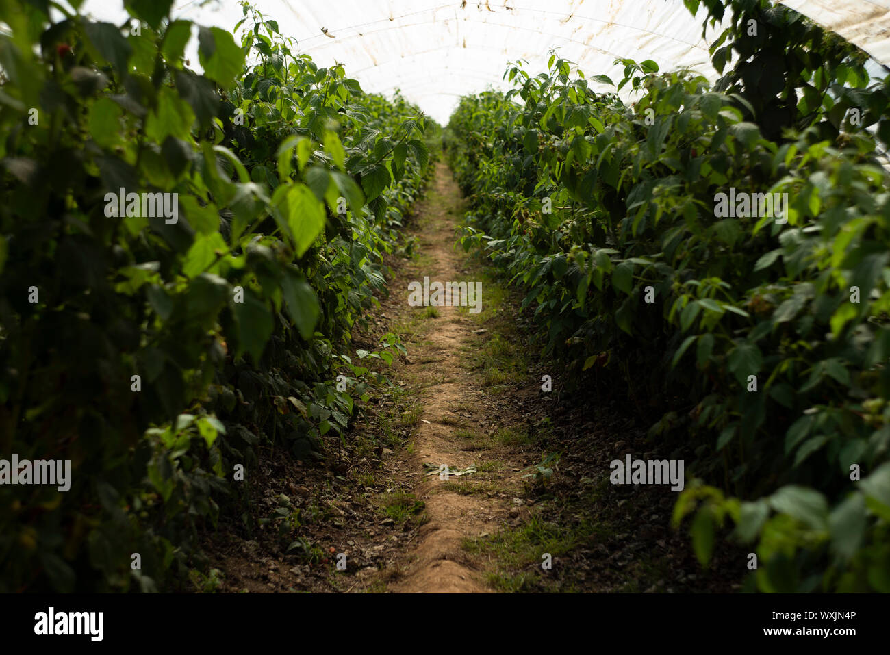Raspberry picking in Cornwall, UK Stock Photo - Alamy