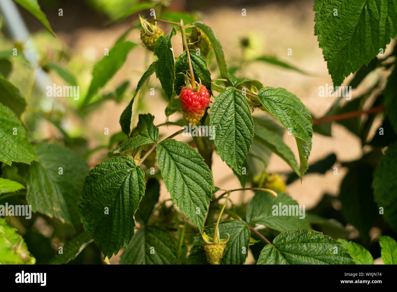 Raspberry picking in Cornwall, UK Stock Photo - Alamy