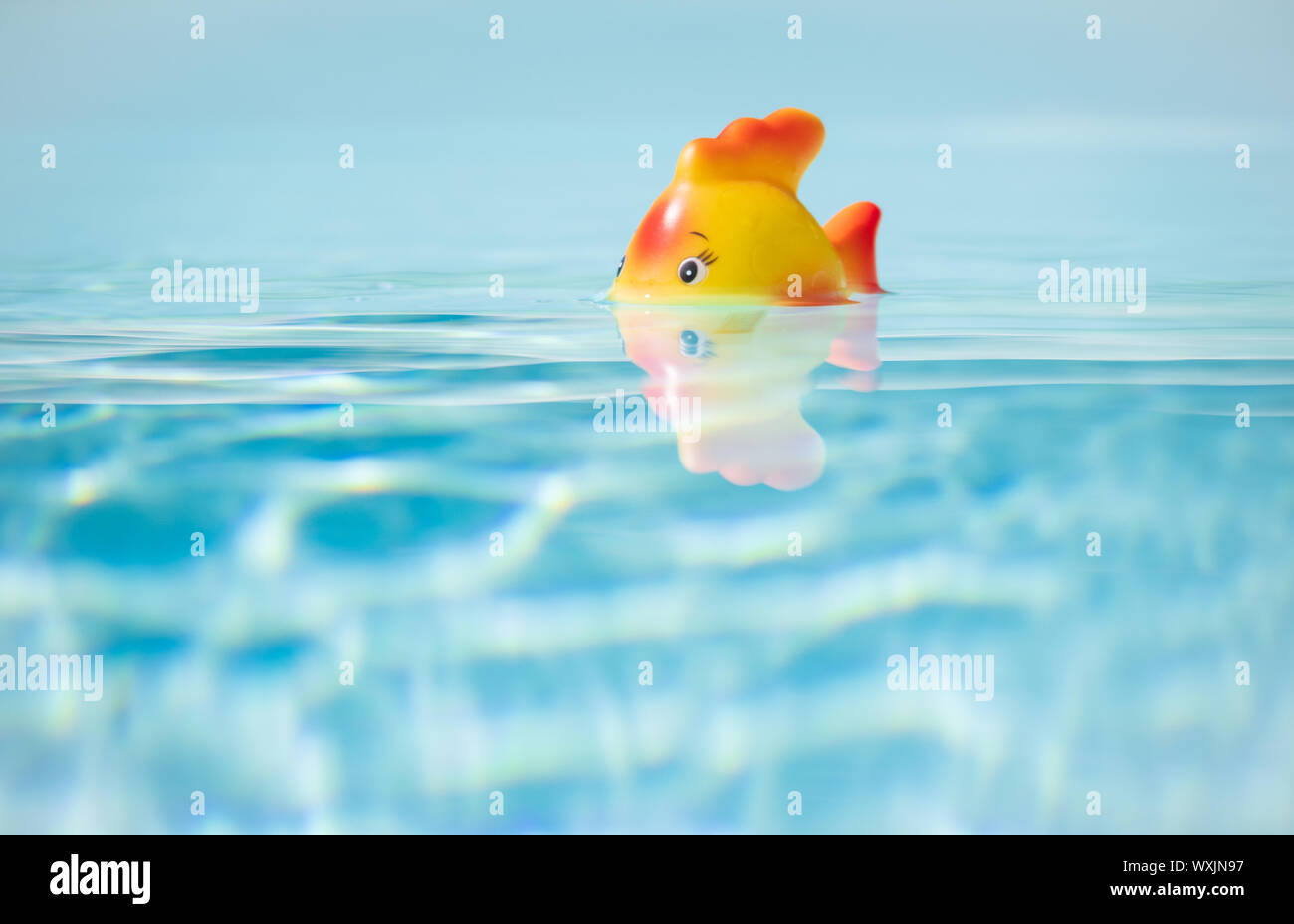 Red toy Fish taking bath in swimming pool, shallow depth of field and ...