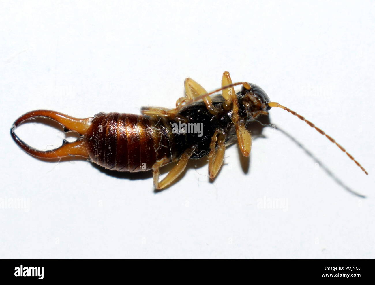 insect, white, background, animal, dead Stock Photo - Alamy