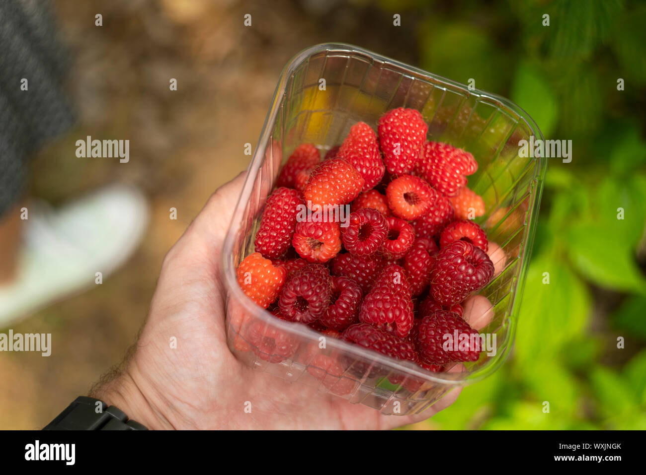 Raspberry picking in Cornwall, UK Stock Photo - Alamy