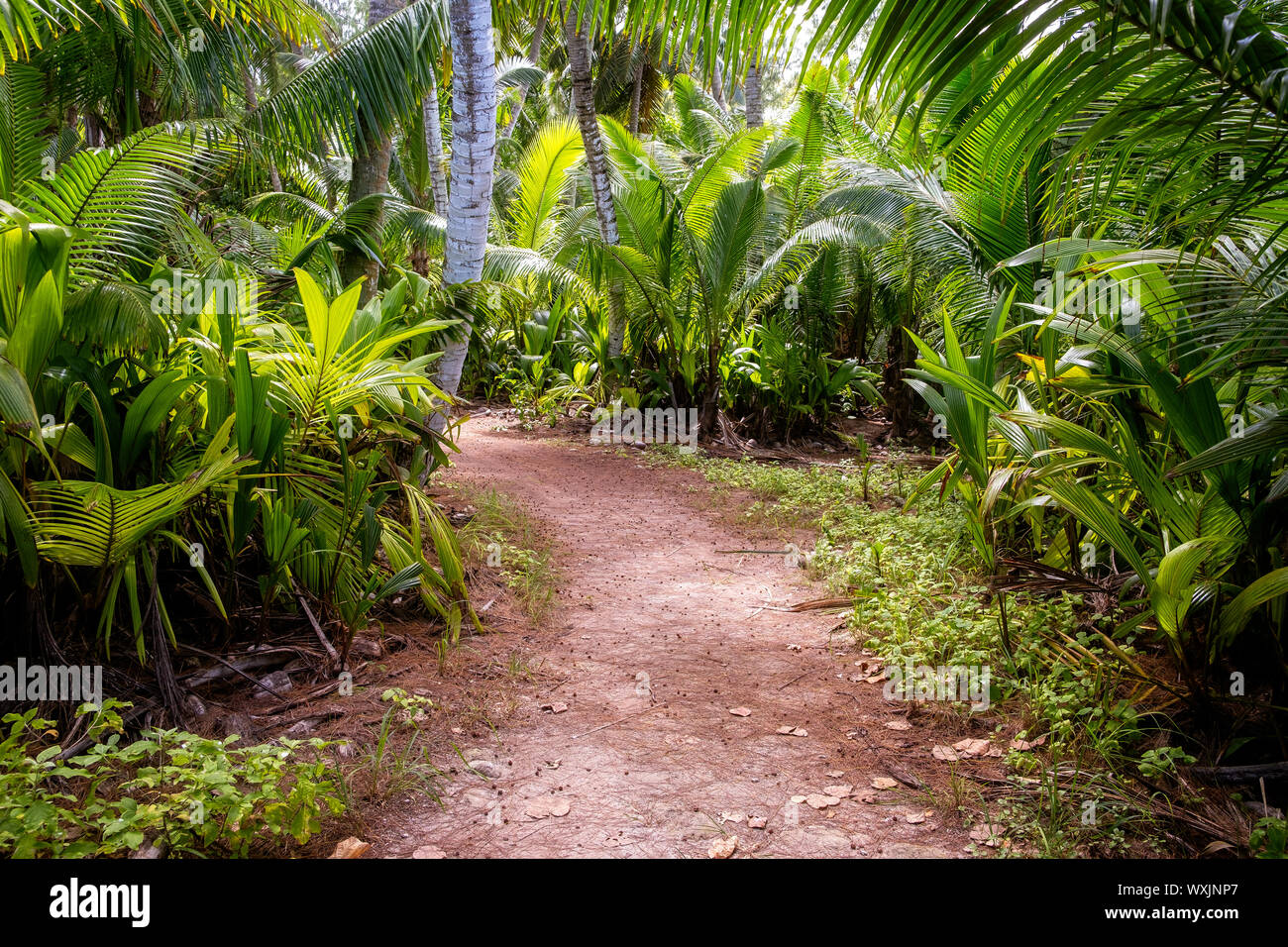 Ground rural road in the middle of tropical jungle Stock Photo - Alamy