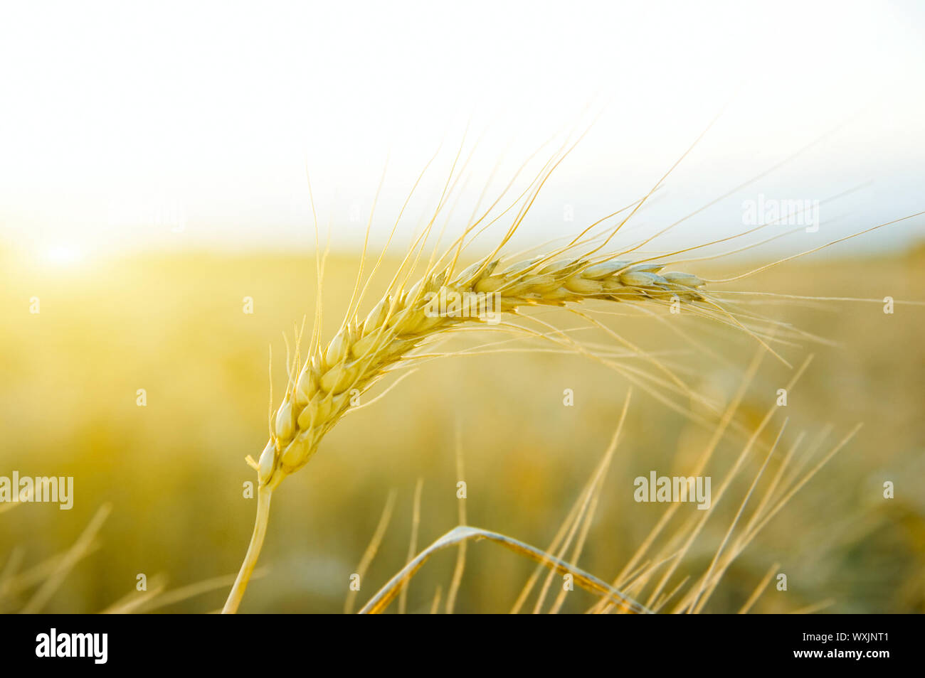 single cereal with sun in evening Stock Photo - Alamy