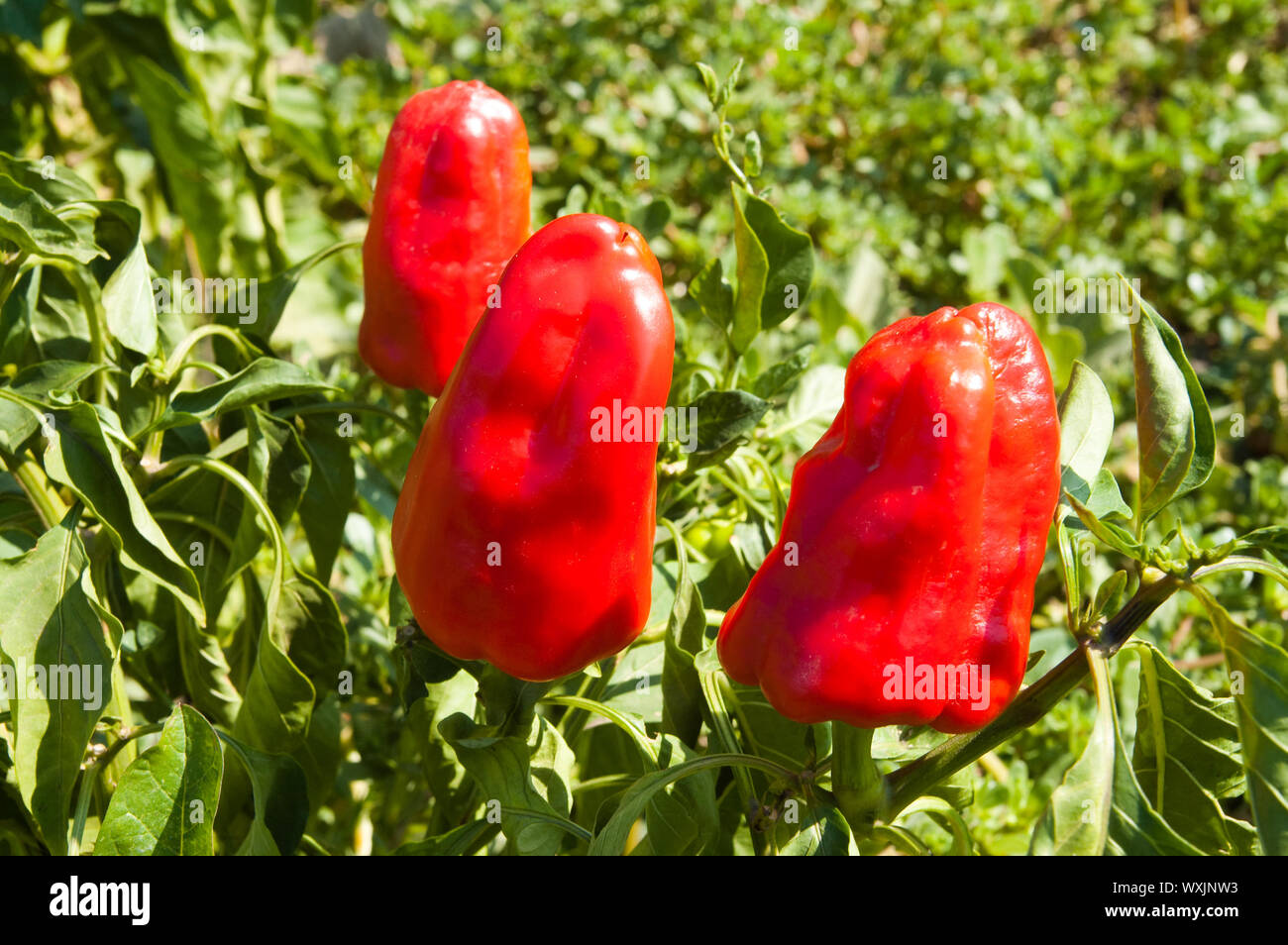 sweet cayenne in nature Stock Photo - Alamy