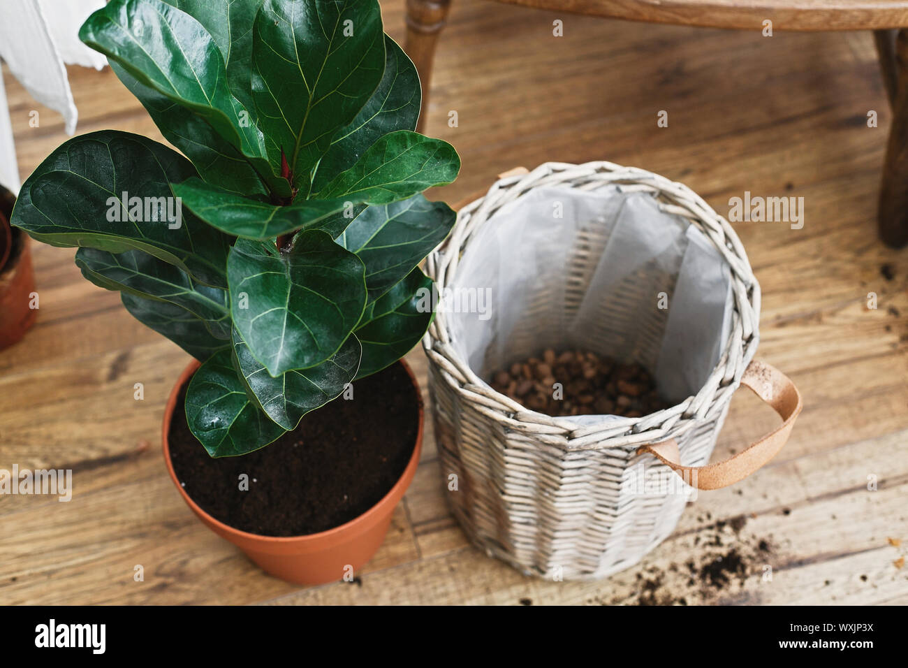 Repotting fiddle leaf fig tree in big modern pot. Ficus lyrata leaves ...