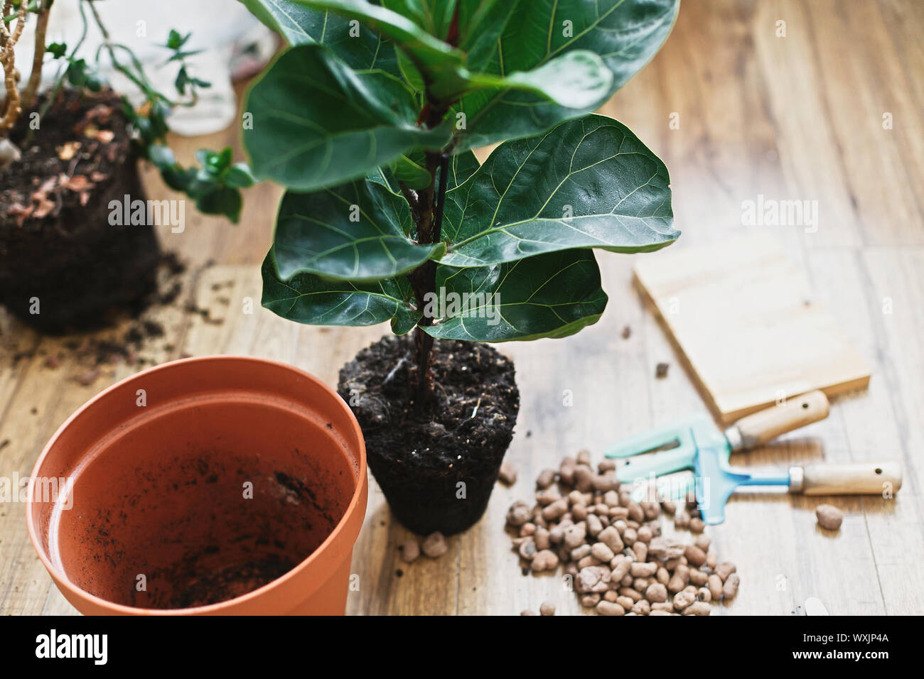 Repotting fiddle leaf fig tree in big modern pot. Ficus lyrata leaves ...