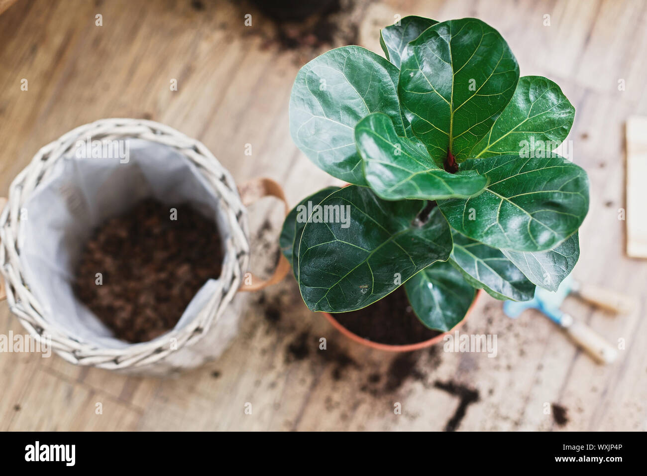Repotting fiddle leaf fig tree in big modern pot. Ficus lyrata leaves ...