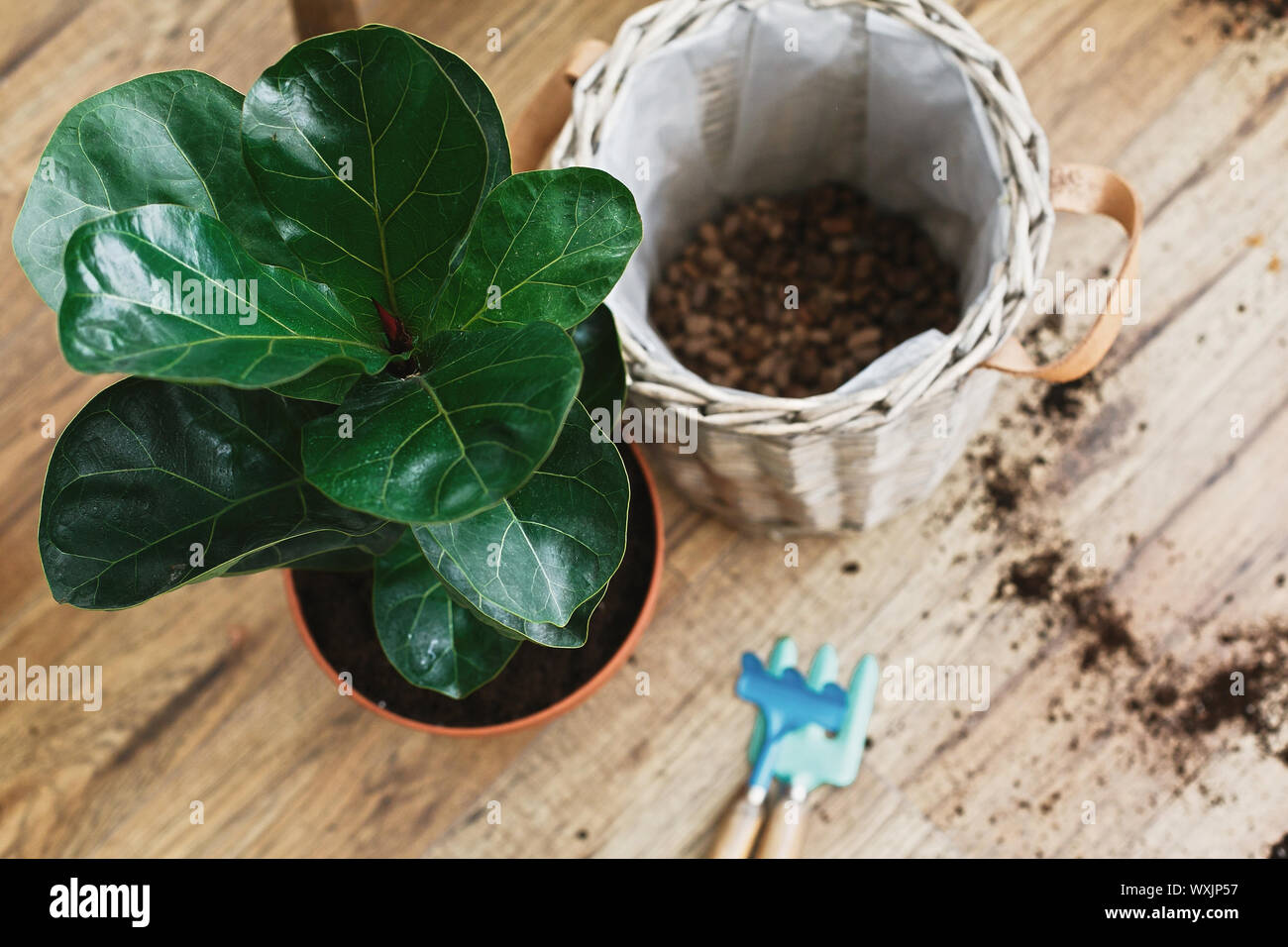 Repotting fiddle leaf fig tree in big modern pot. Ficus lyrata leaves ...