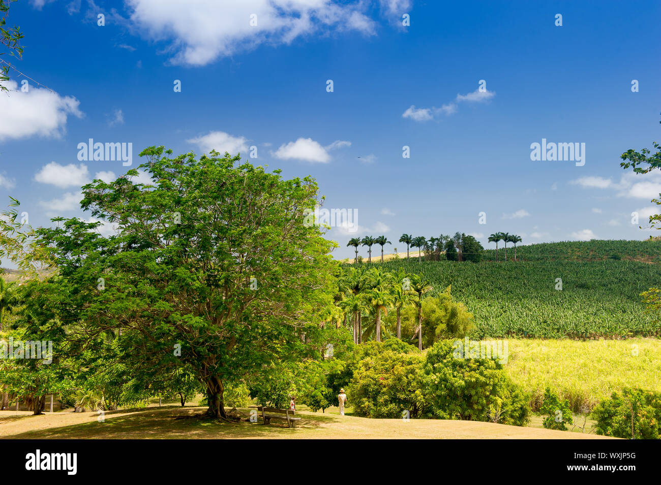 Row of banana trees hi-res stock photography and images - Alamy