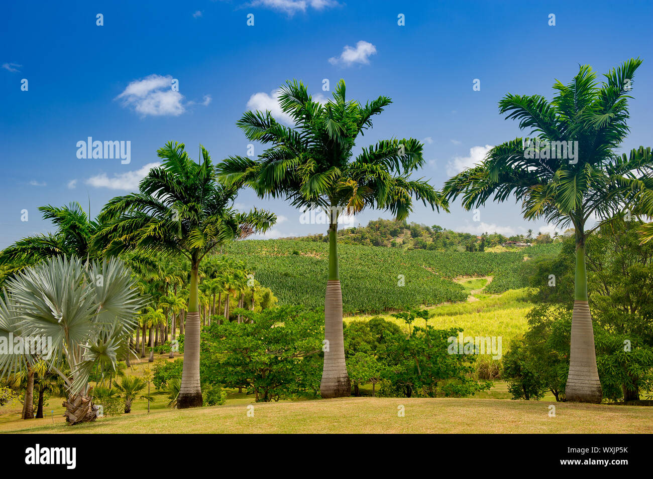 Panoramic view of a banana plantation Stock Photo - Alamy