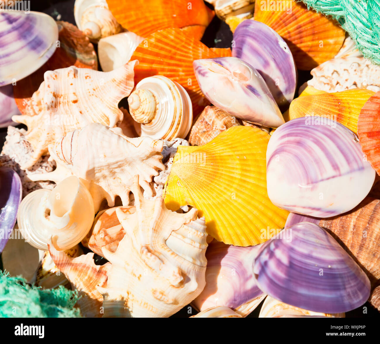 Colorful seashells at market in Sardinia Stock Photo - Alamy