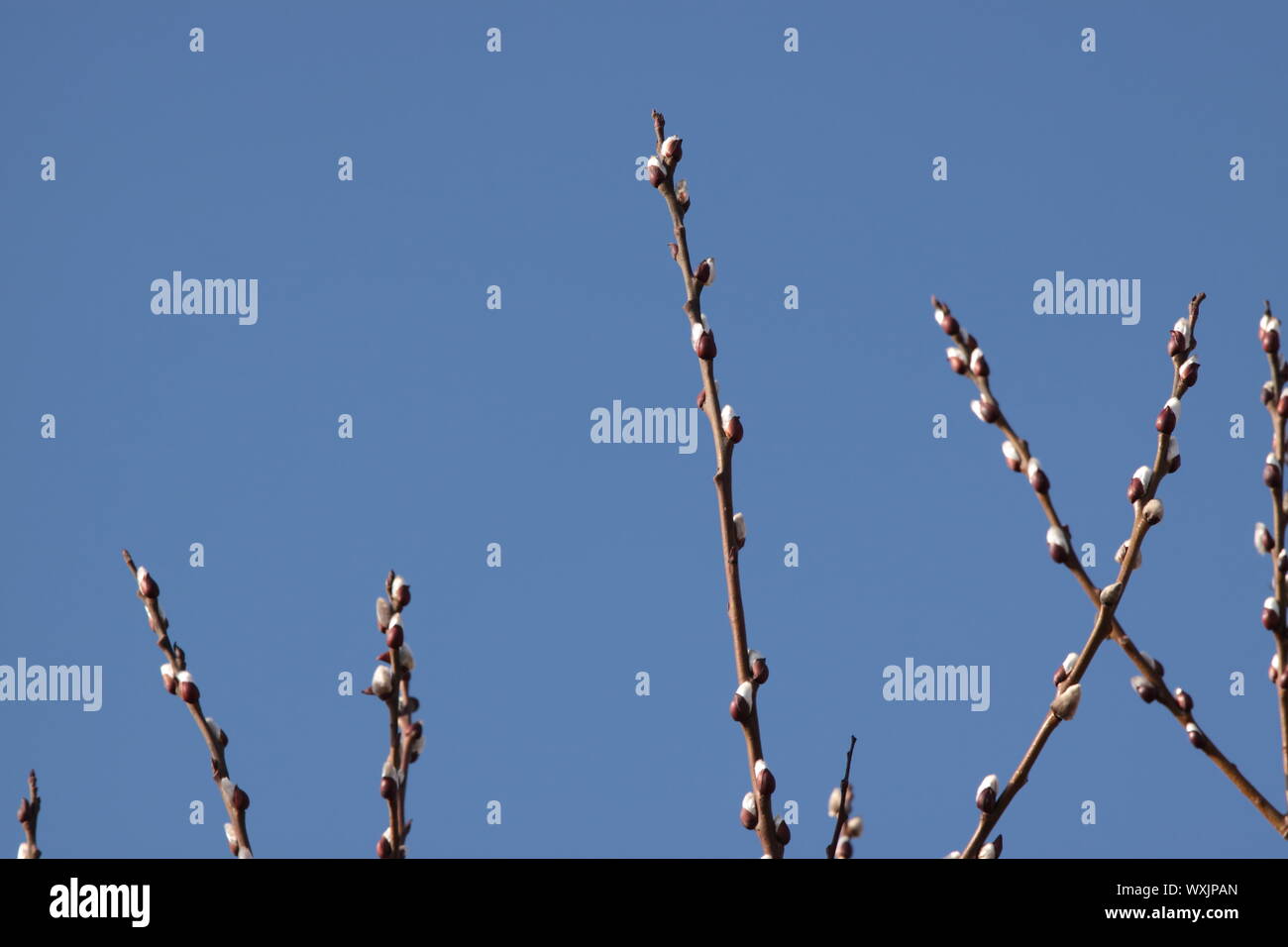 Twigs of willow with catkins on a clear sky background - easter symbol ...