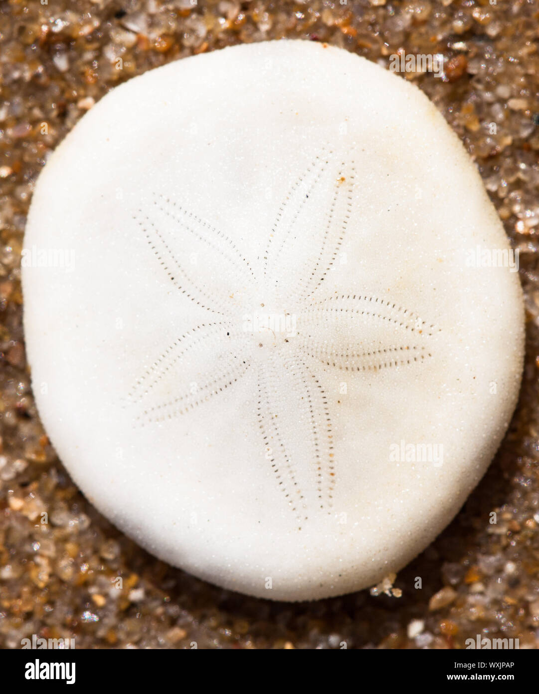 Sand dollar shell hi-res stock photography and images - Alamy