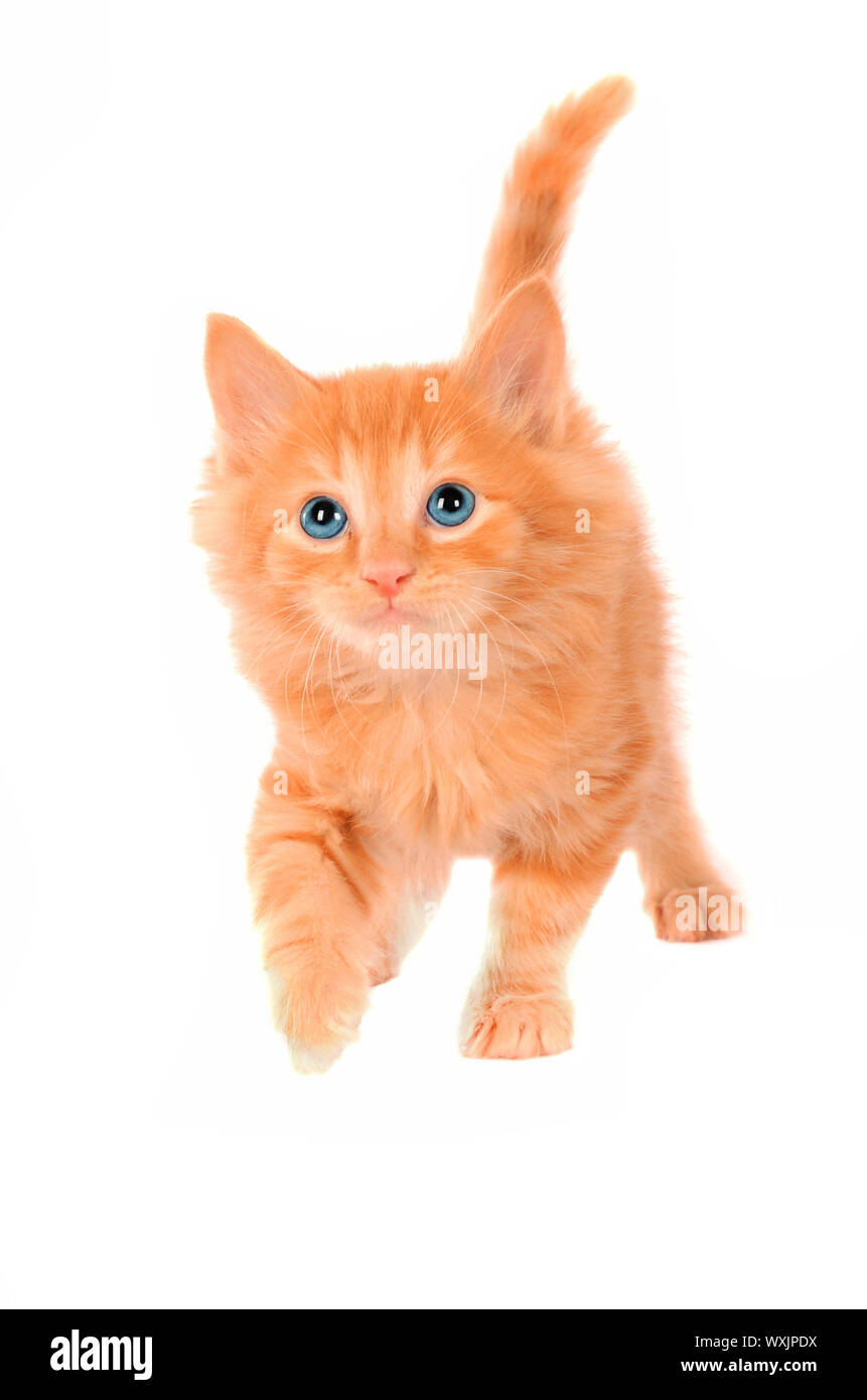 Fluffy ginger kitten with blue eyes Stock Photo - Alamy