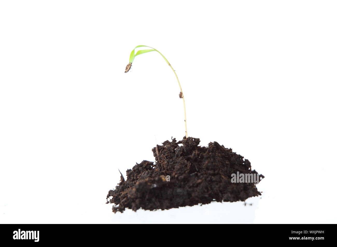 New Life (growth concept) isolated on white background Stock Photo - Alamy