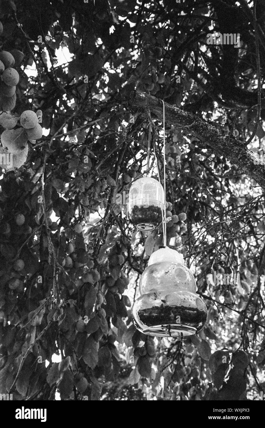 Plum tree in summer Black and White Stock Photos & Images - Alamy