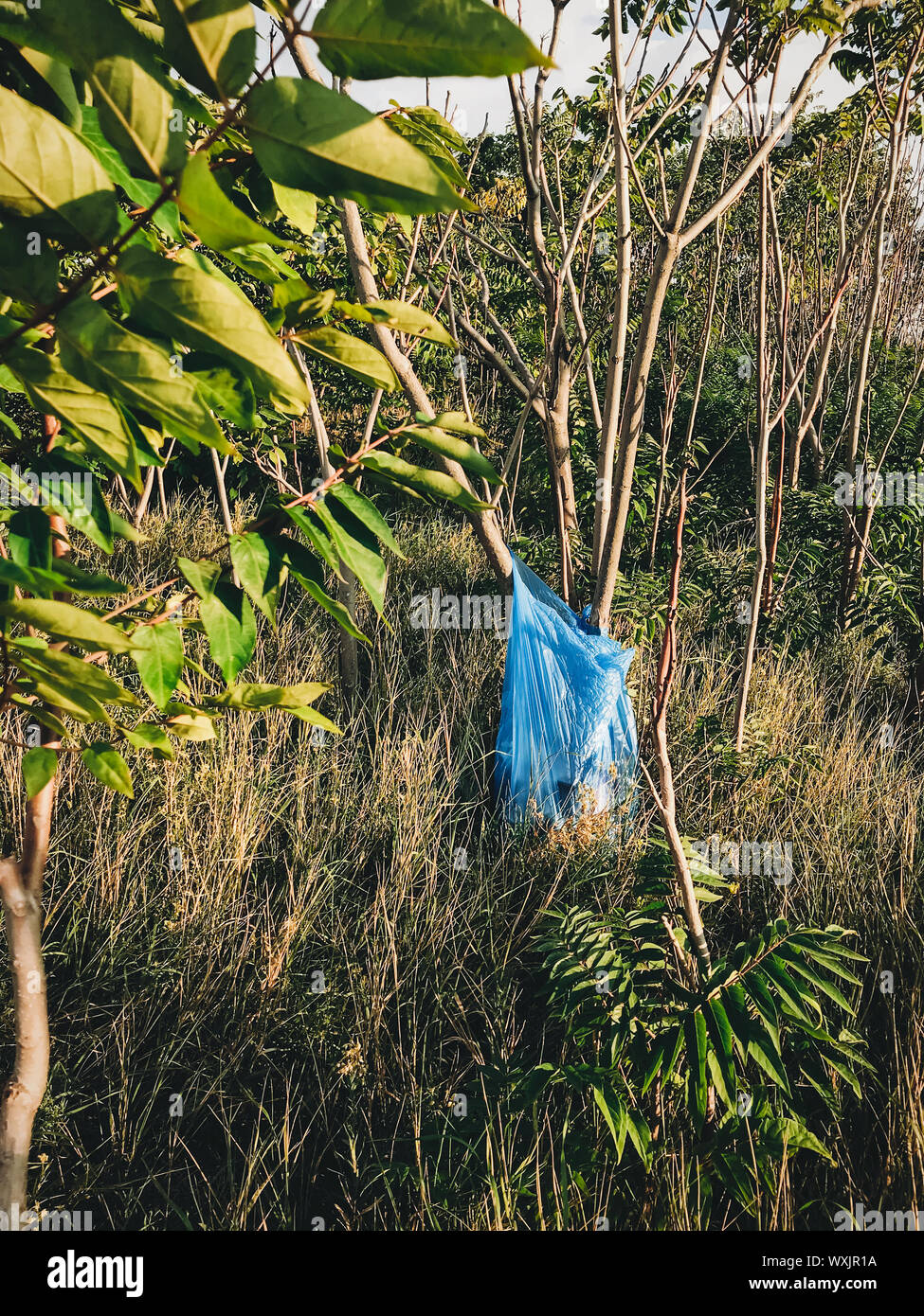 Big plastic bag with trash at tree in park or forest. Plastic pollution ...