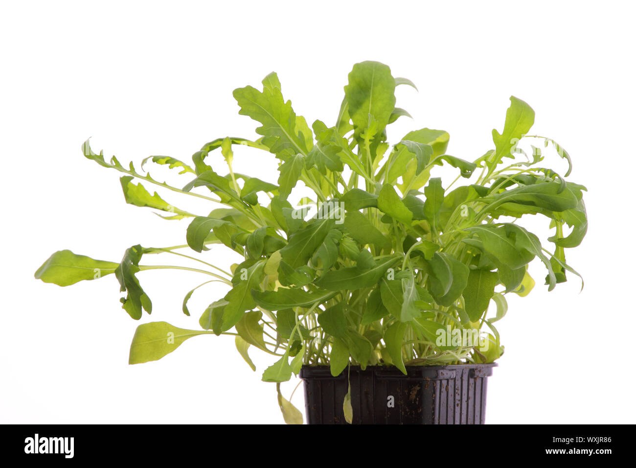 Fresh ruccola ,rucola, eruca sativa isolated on white background Stock ...