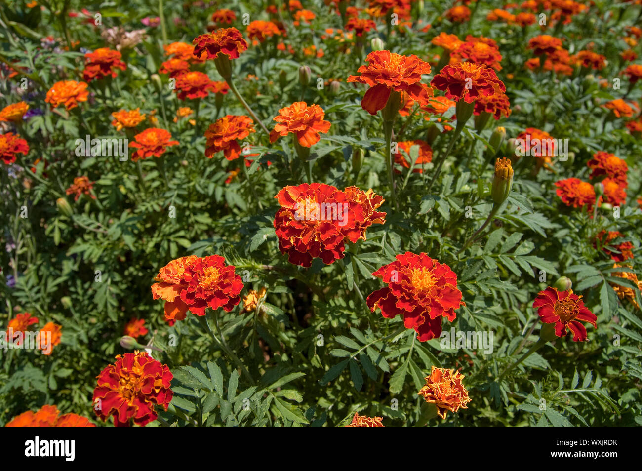 Desert marigolds hi-res stock photography and images - Alamy