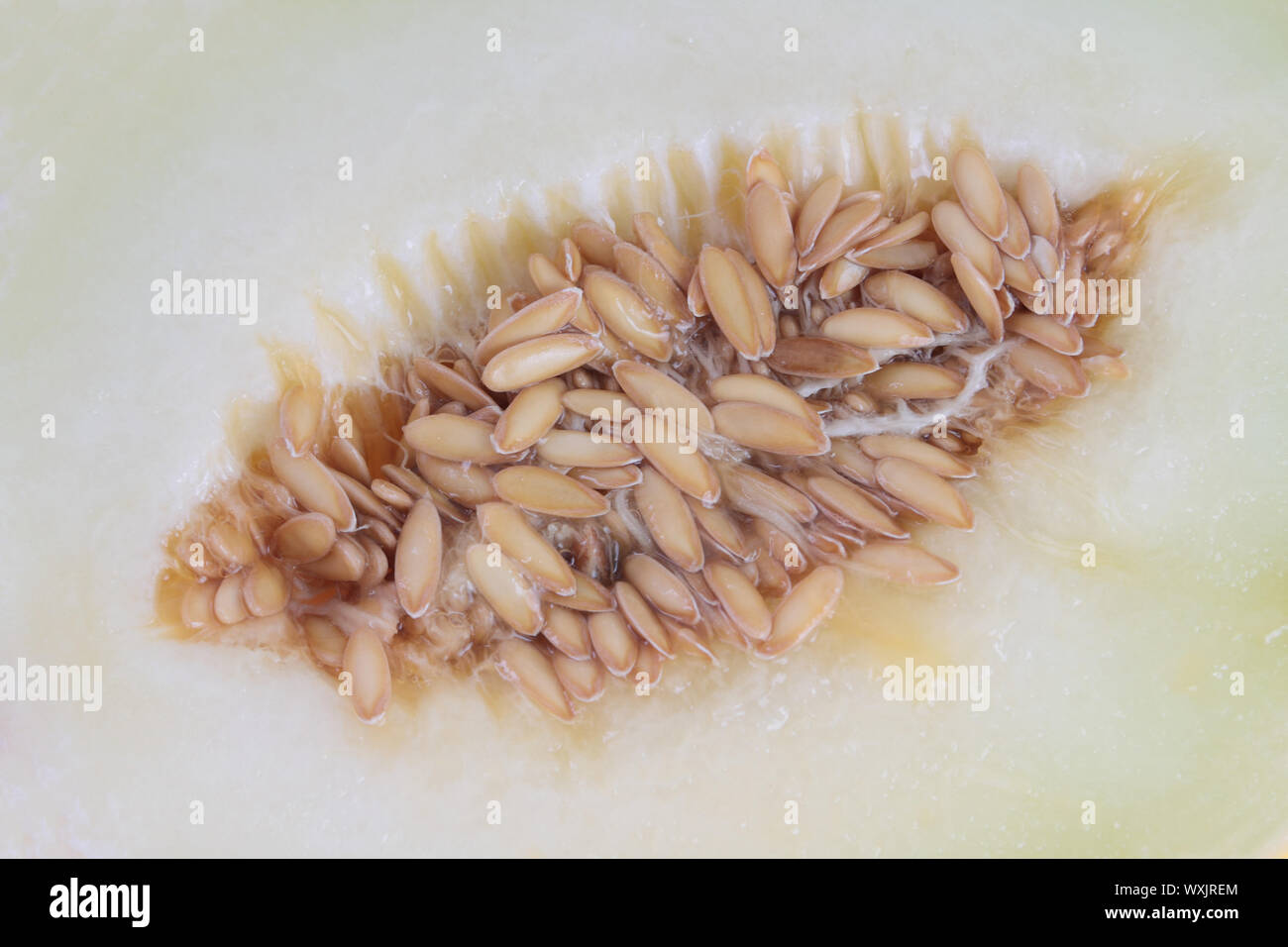 Melon inside background with seeds Stock Photo - Alamy