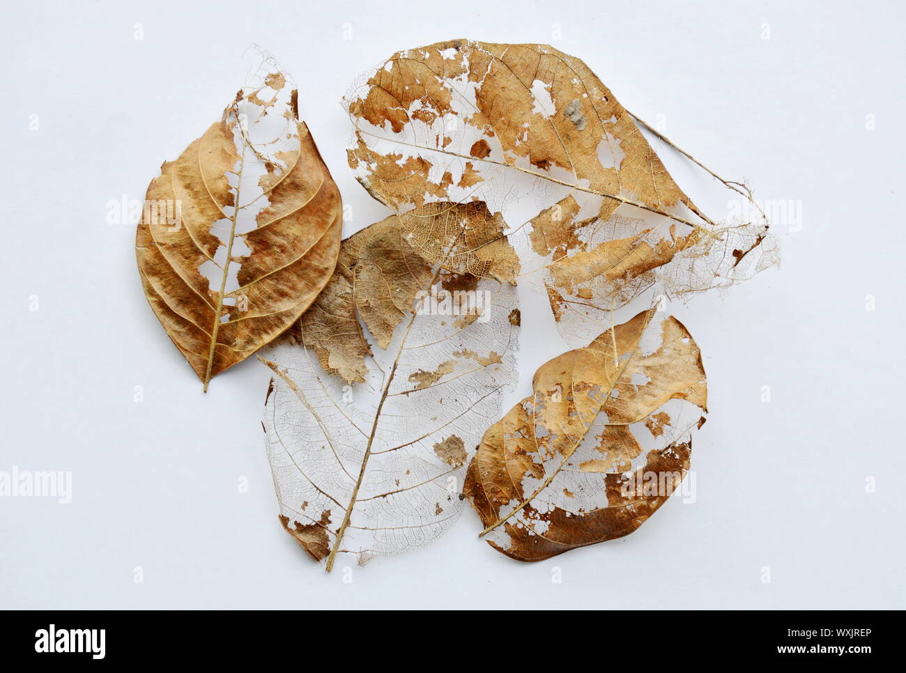 dry brown leaf decompose structure on white background Stock Photo - Alamy