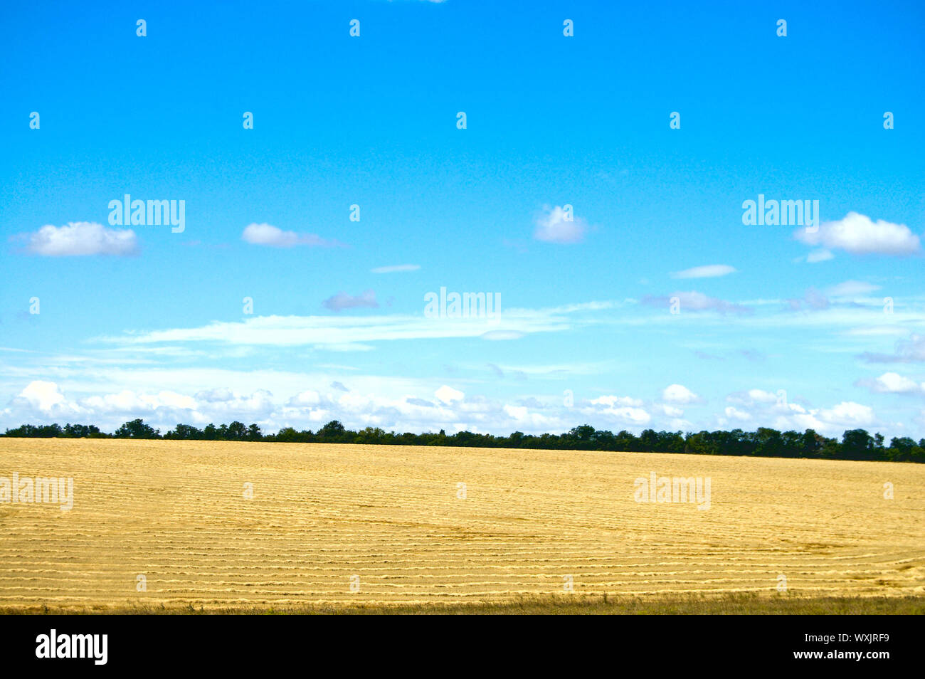 view on the field with new big harvest Stock Photo - Alamy