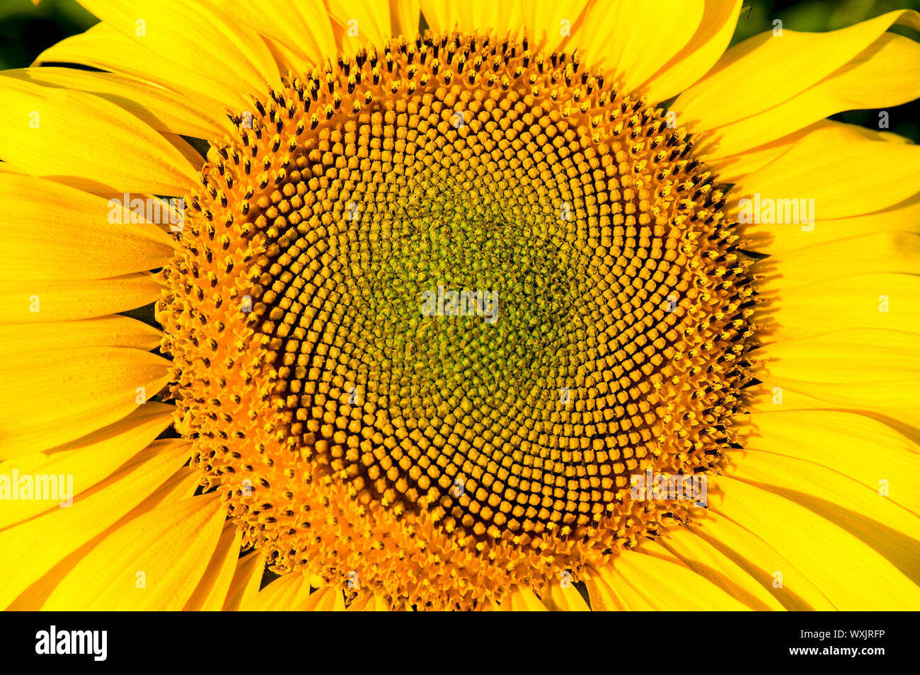 central part of sunflower Stock Photo - Alamy
