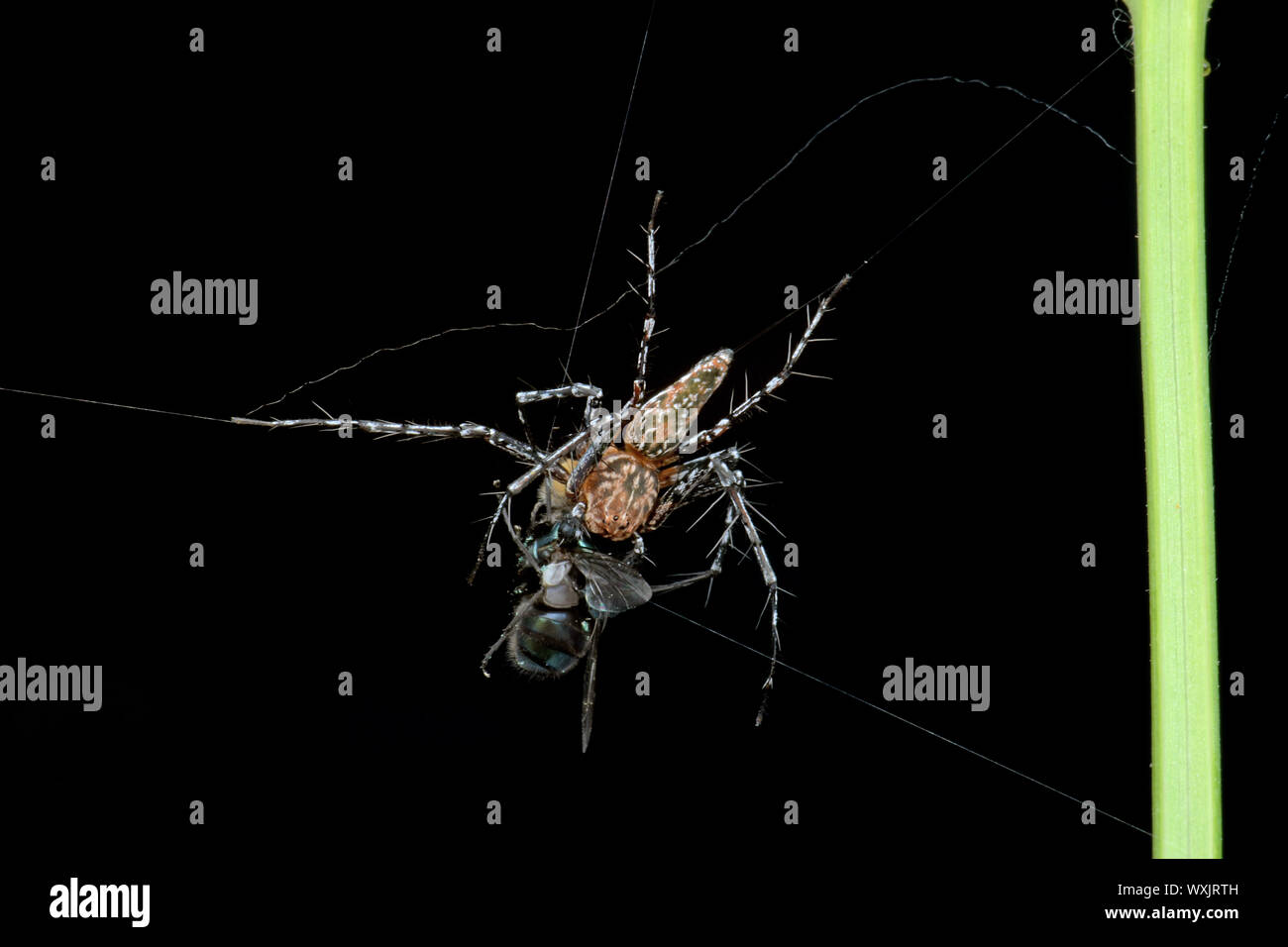 Jumping spider eating an insect, Indonesia Stock Photo - Alamy