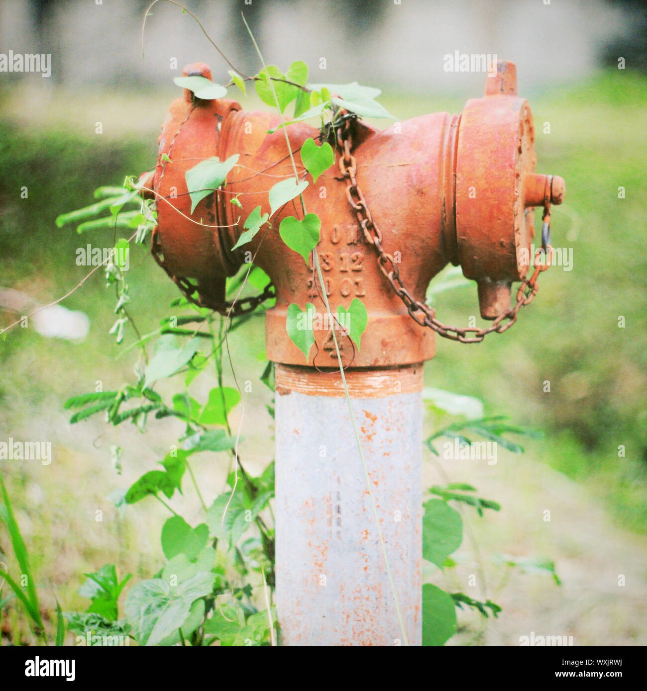 Old fire hydrant and ivy plant with retro filter effect Stock Photo - Alamy