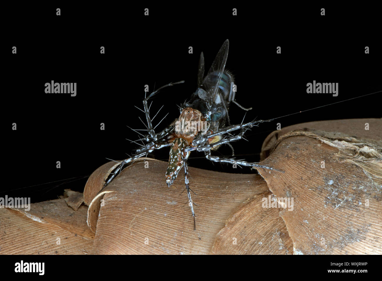 Jumping spider eating an insect, Indonesia Stock Photo - Alamy
