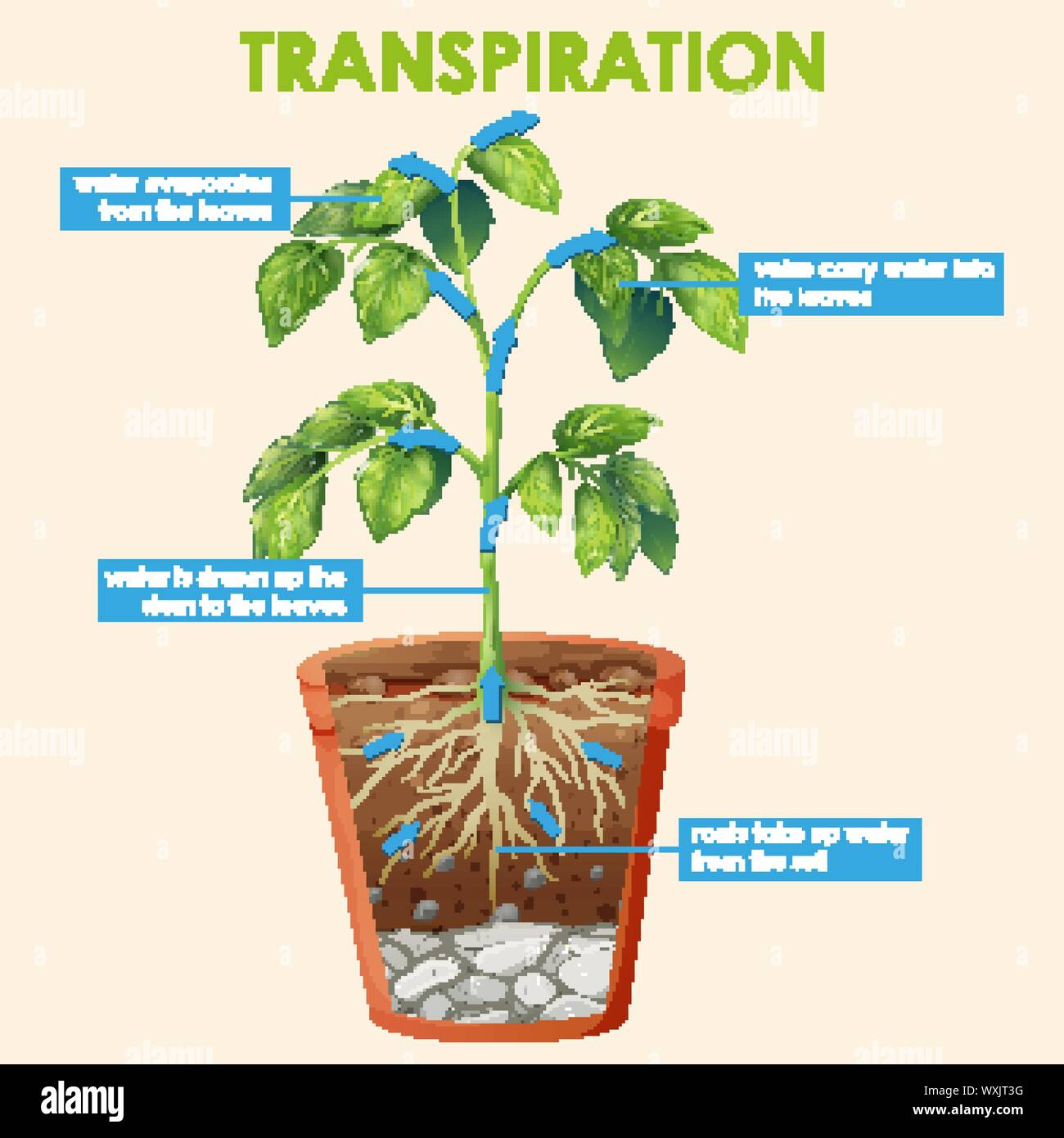 Botany What Is Transpiration at Margaret Newsom blog