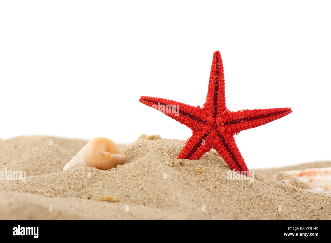starfish and shells in the sand at the beach Stock Photo - Alamy