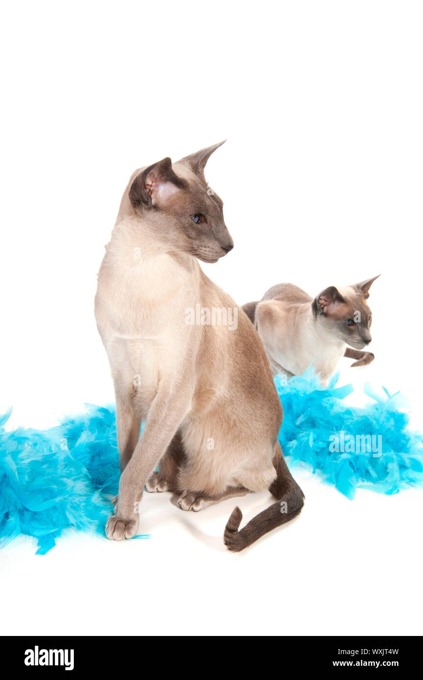 Two siamese cats with blue feathers isolated over white Stock Photo - Alamy