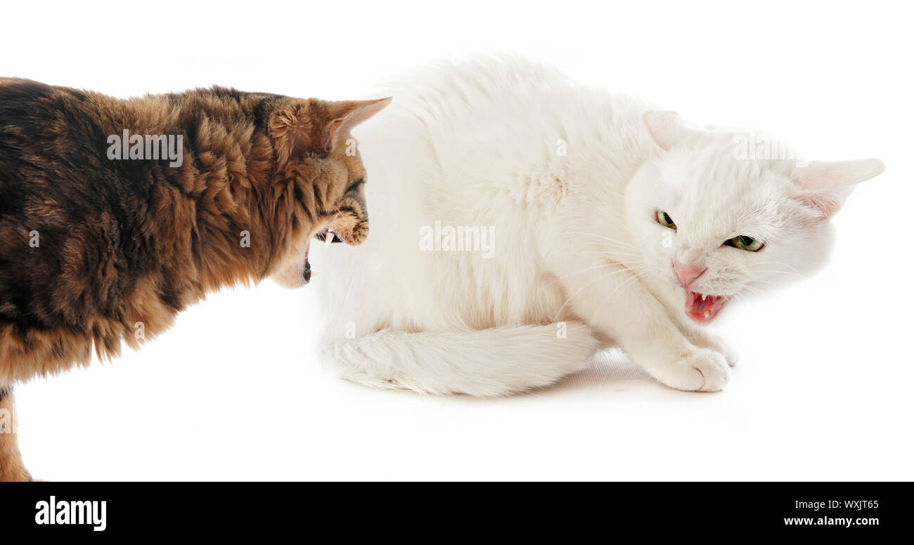 picture of two cats in a conflict in front of a white background Stock ...
