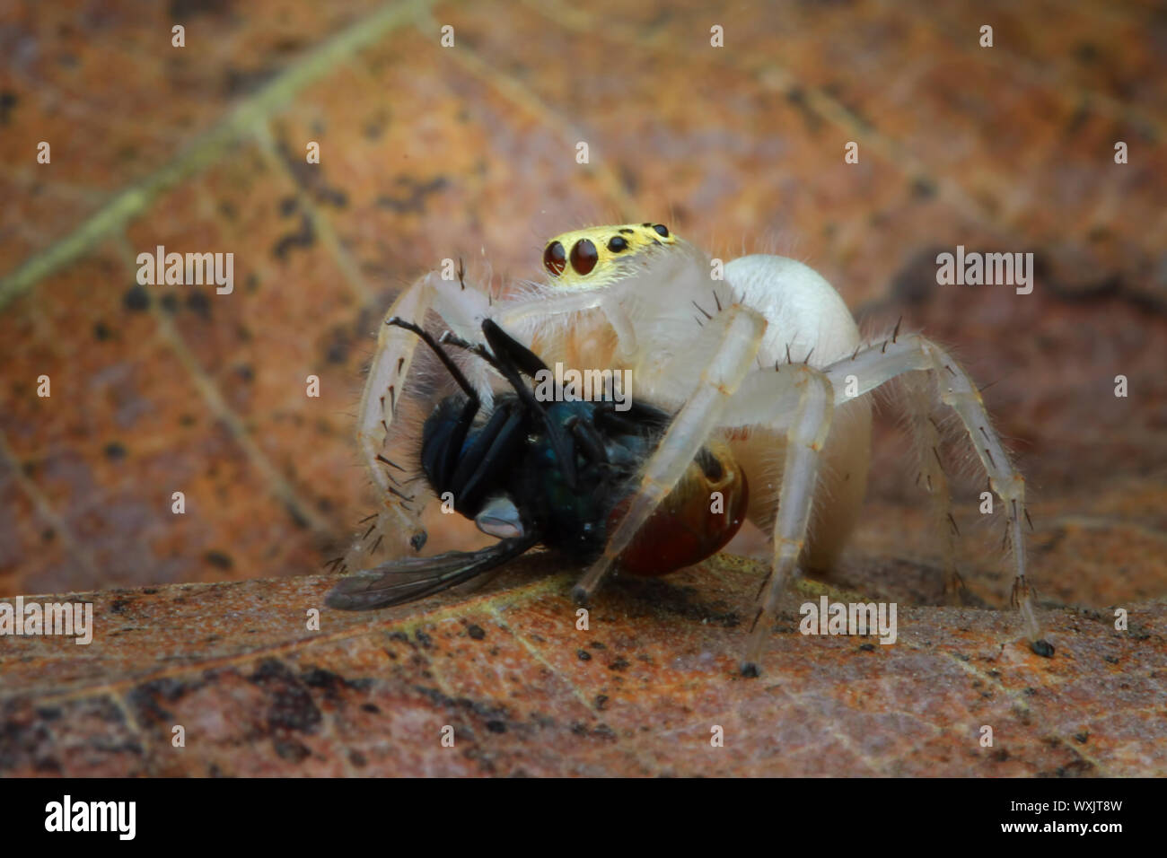 Jumping spider eating an insect, Indonesia Stock Photo - Alamy