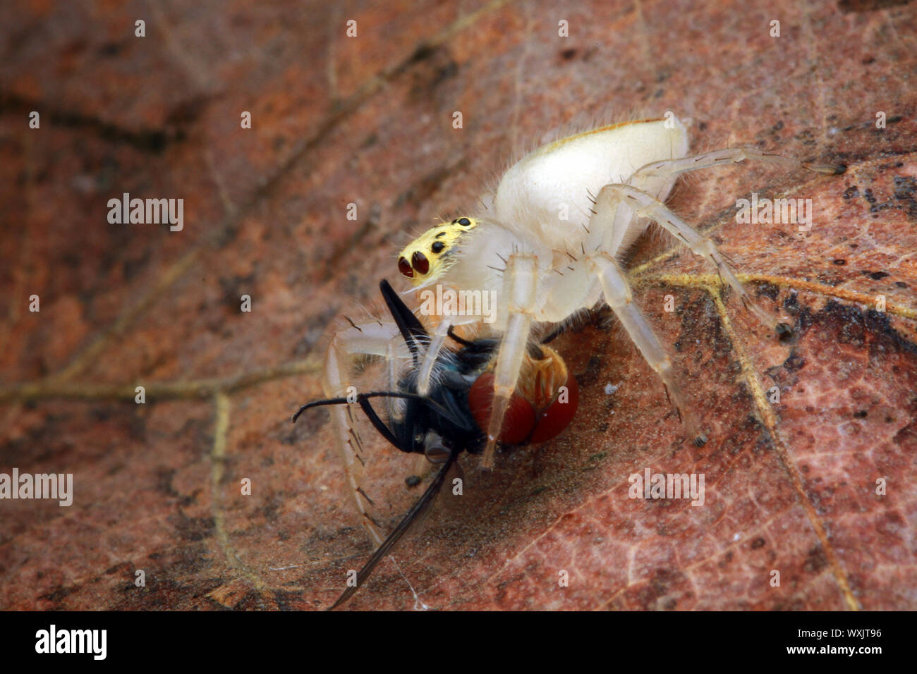 Spider eating an insect hi-res stock photography and images - Alamy