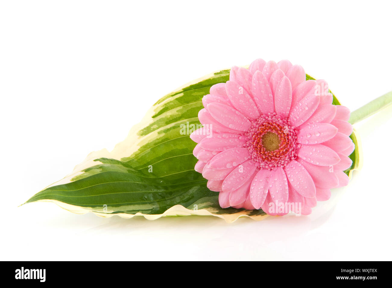 Pink Gerber flower on Hosta leaf isolated over white Stock Photo - Alamy