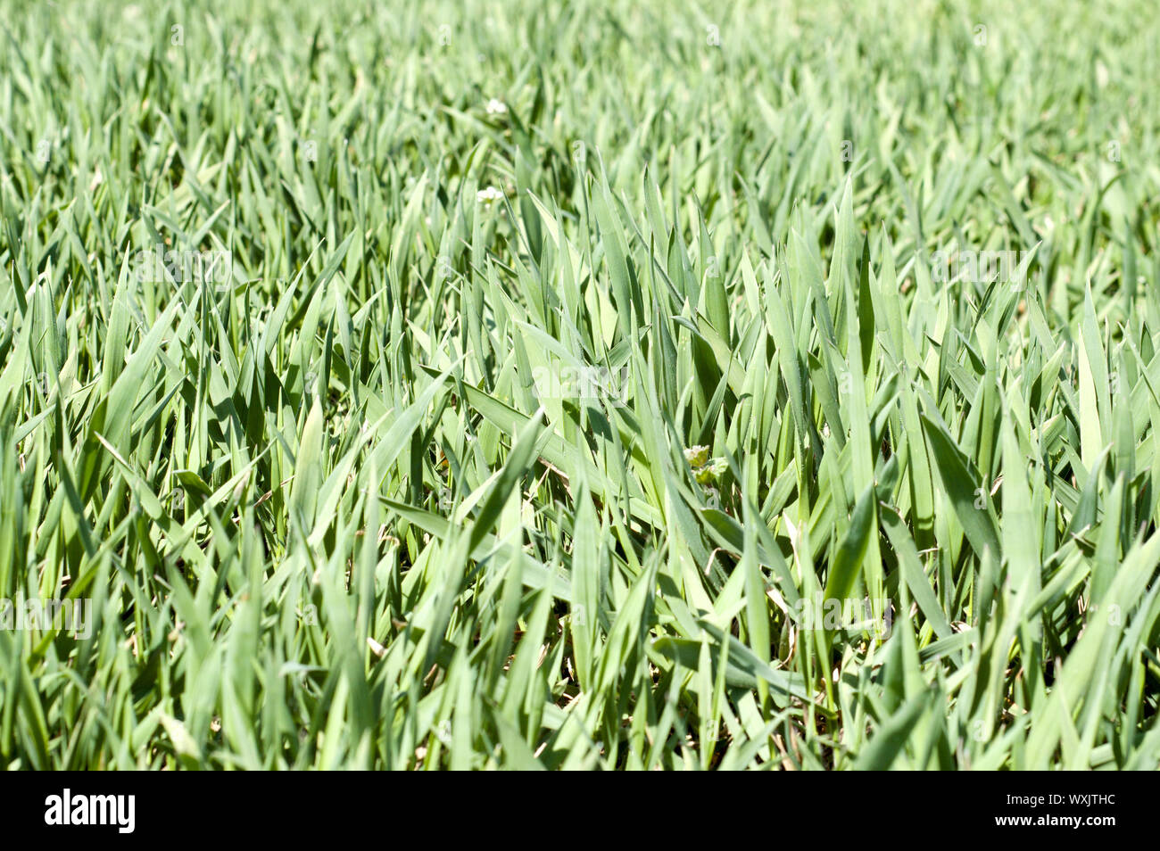 beautiful green lawn grass Stock Photo - Alamy
